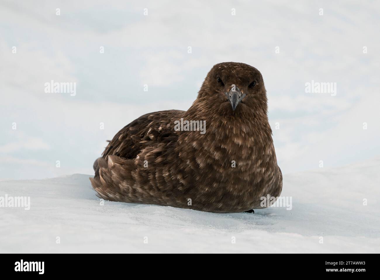 Brown skua (Stercorarius lonnbergi) resting on ice, Paradise Bay, Antarctica Stock Photo - Alamy