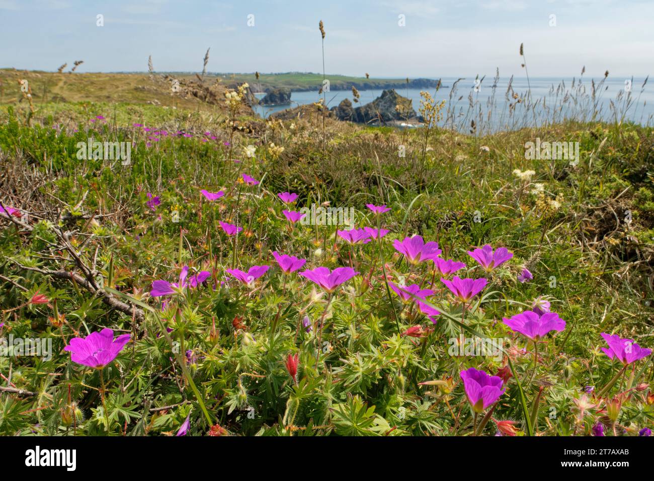 Bloody cranesbill (Geranium sanguineum) clump flowering on coastal ...