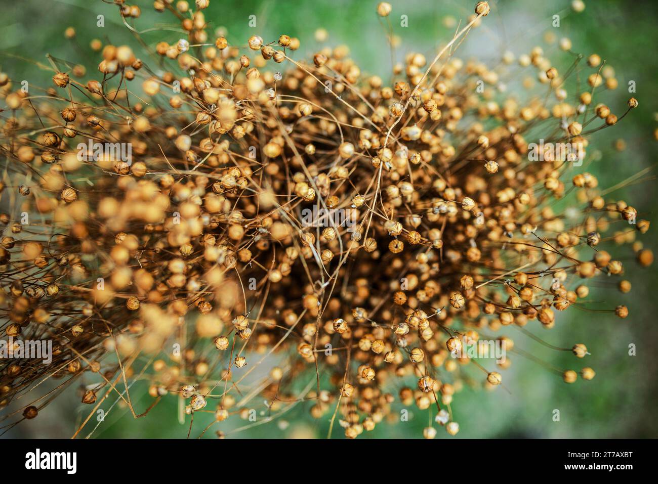 Flax seed pods. Linum (flax) is a genus of approximately 200 species in ...
