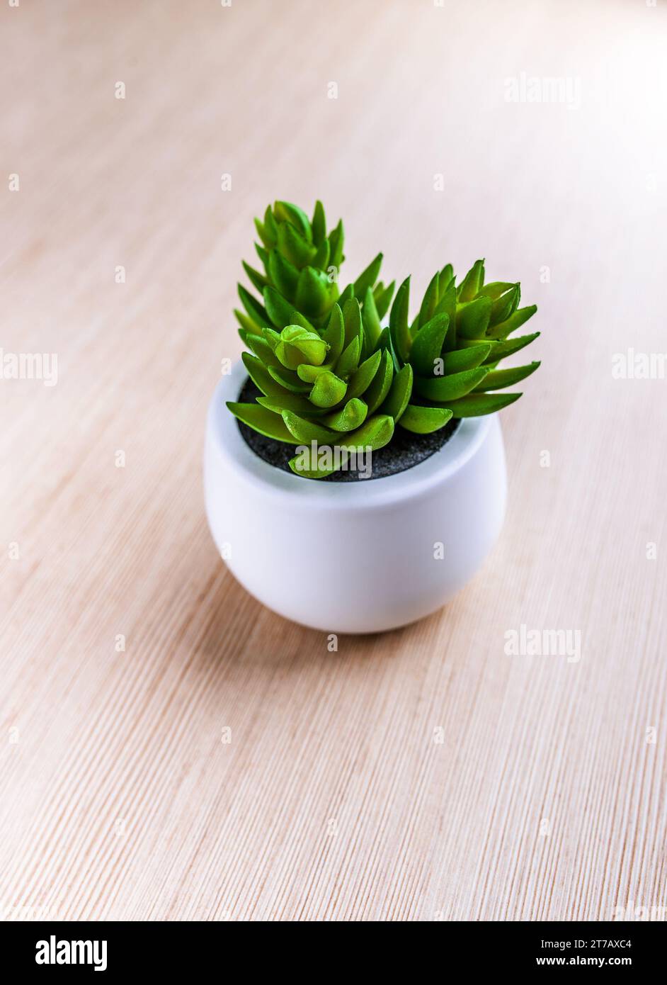 Crassula is a large genus of succulent plants containing many species ...