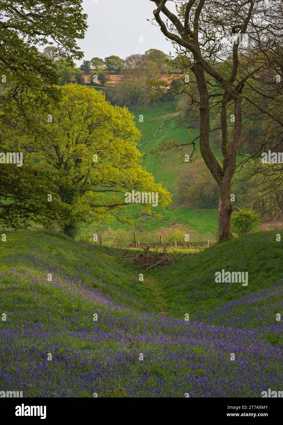 Bluebells in the ancient woodland at English Heritages Blackbury Camp ...