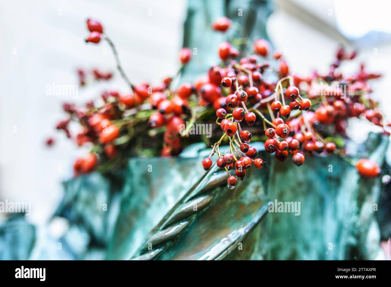 Rose is a woody perennial of the genus Rosa, within the family Rosaceae ...