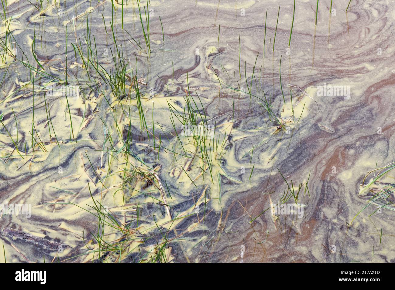 Blue-green algae (Cyanobacteria) blooming in the waters of a coastal ...