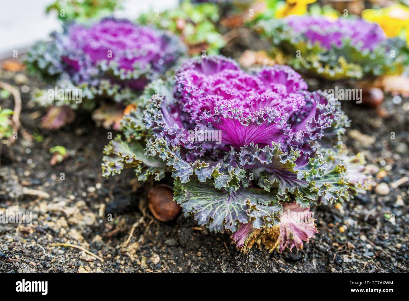 decorative cabbage, which grows in the park area Stock Photo - Alamy