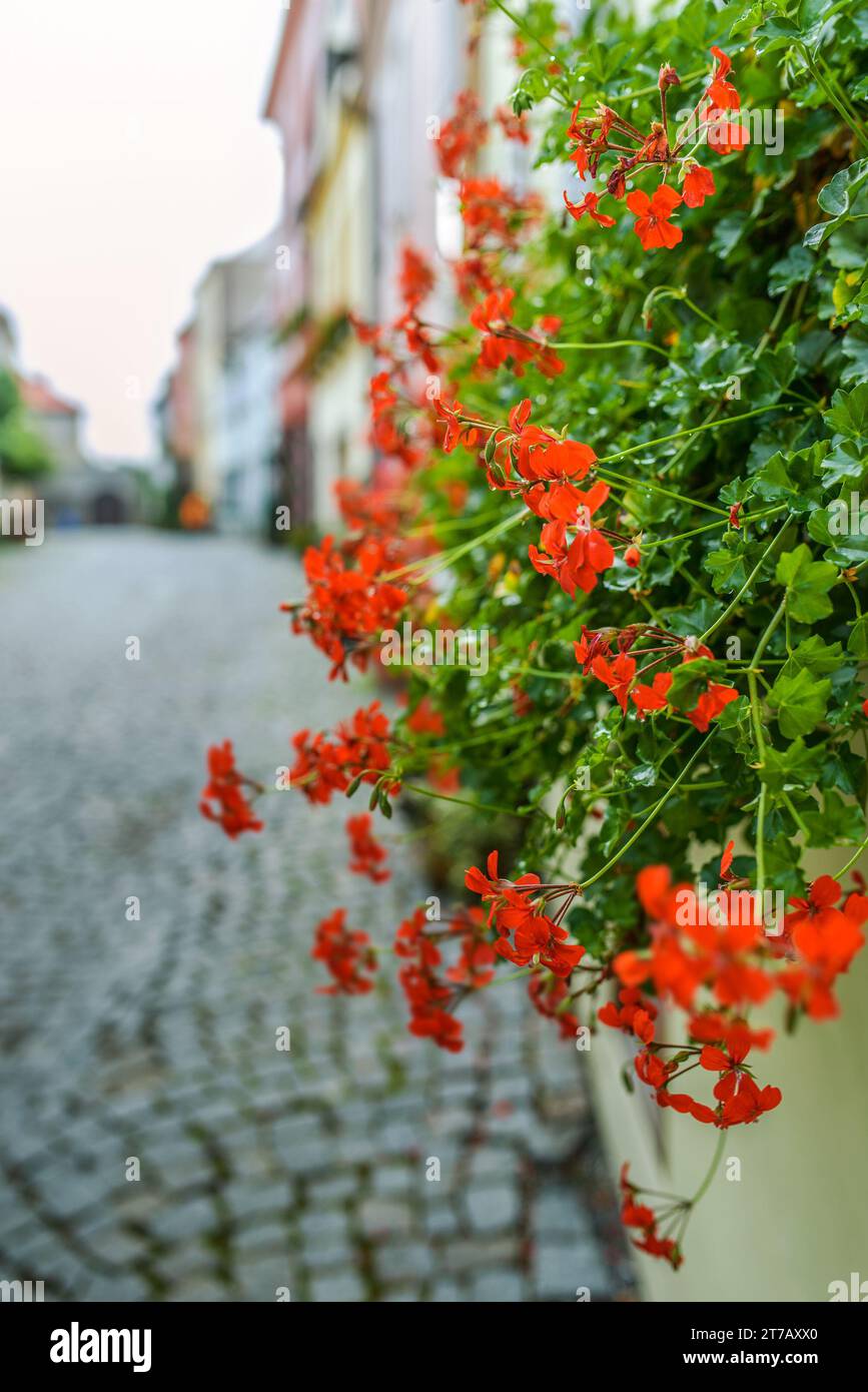 Pelargonium is a genus of flowering plants which includes about 200 ...