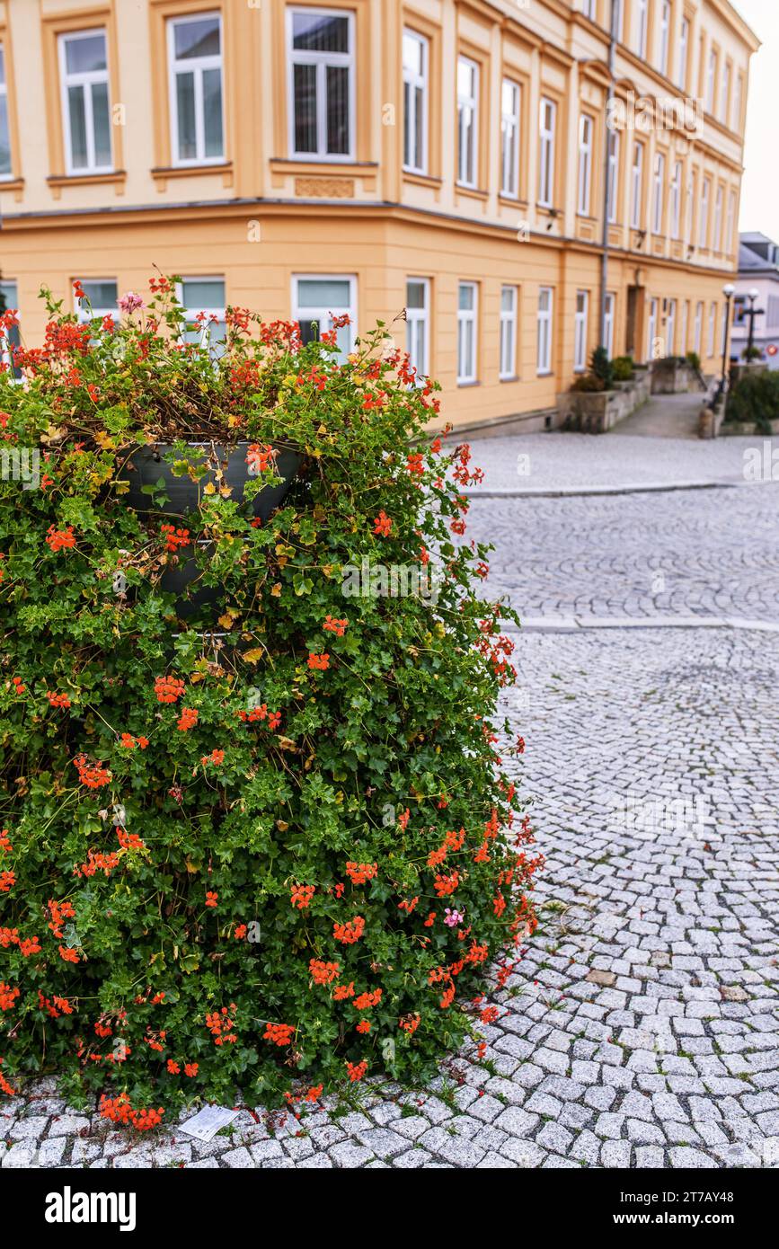 Pelargonium is a genus of flowering plants which includes about 200 ...