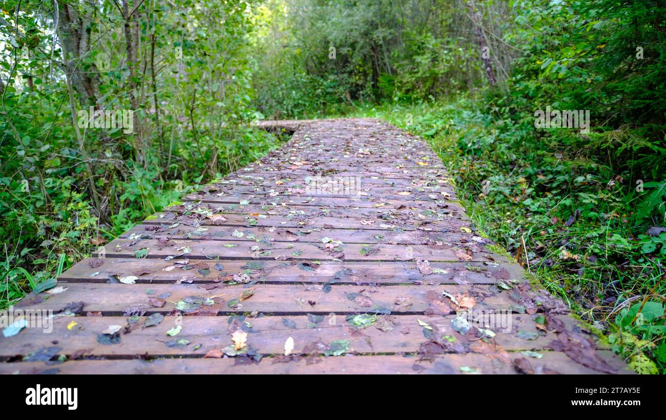 A path made of wooden planks is a passage through the forest Stock ...