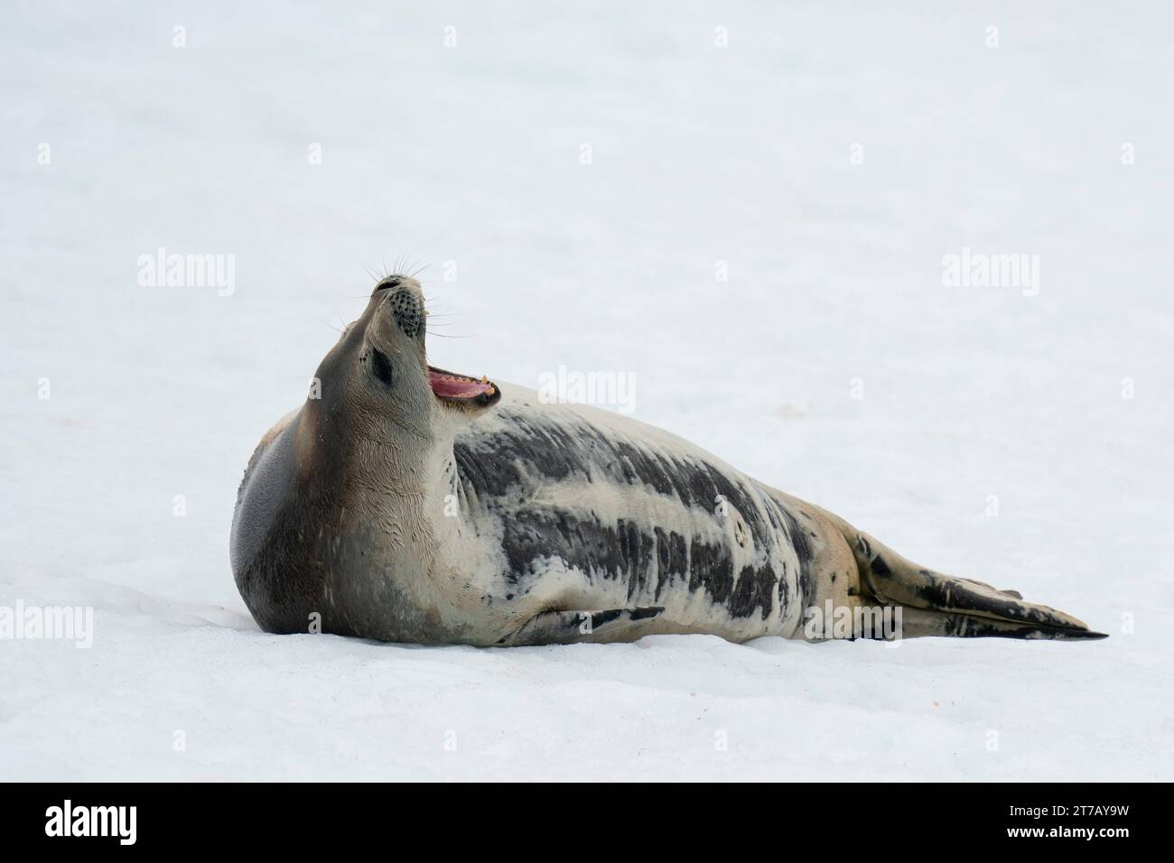 Crabeater seal (Lobodon carcinophaga) resting on ice, Half Moon Island ...