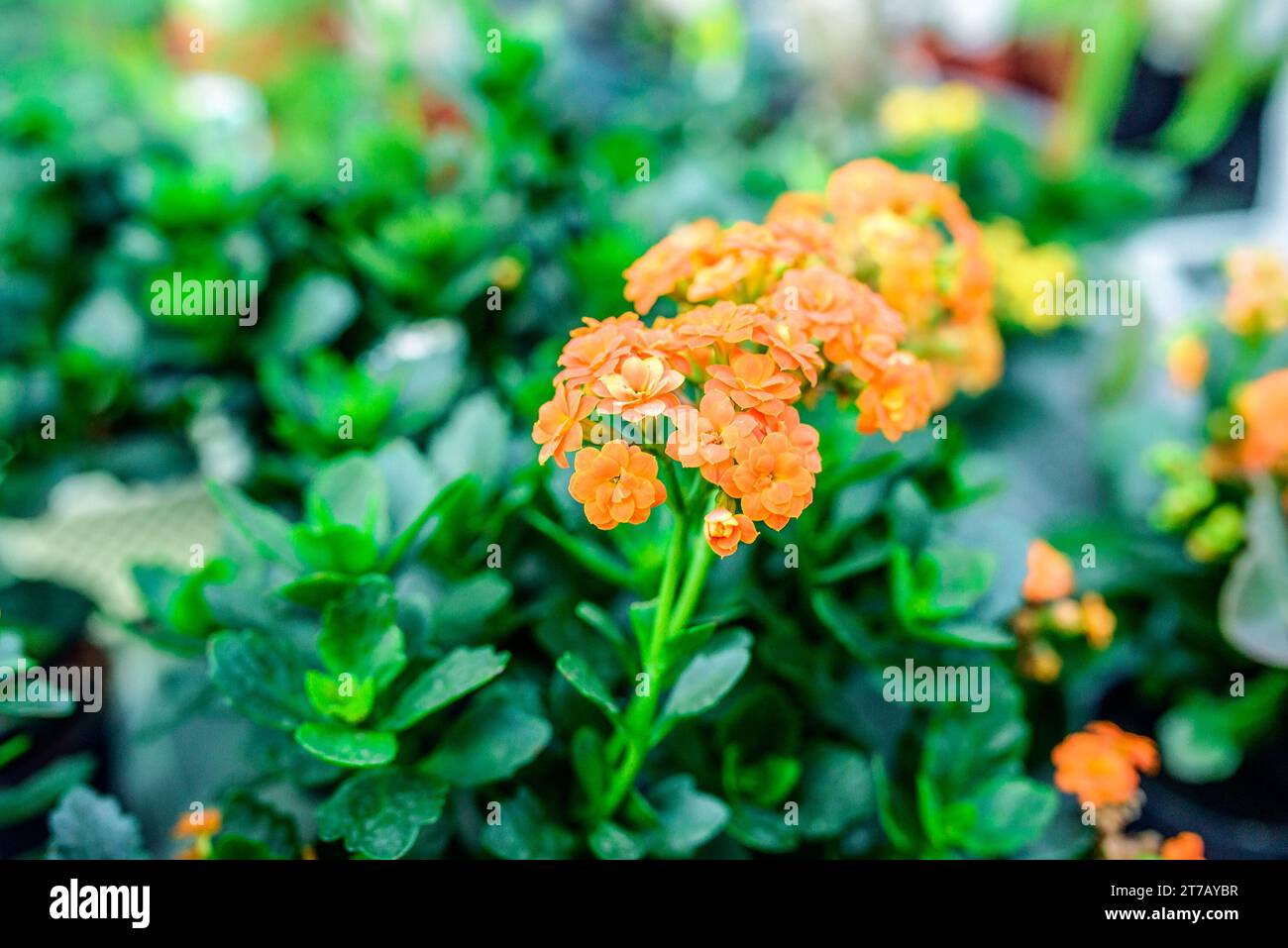 Kalanchoe blossfeldiana is a herbaceous and commonly cultivated house ...