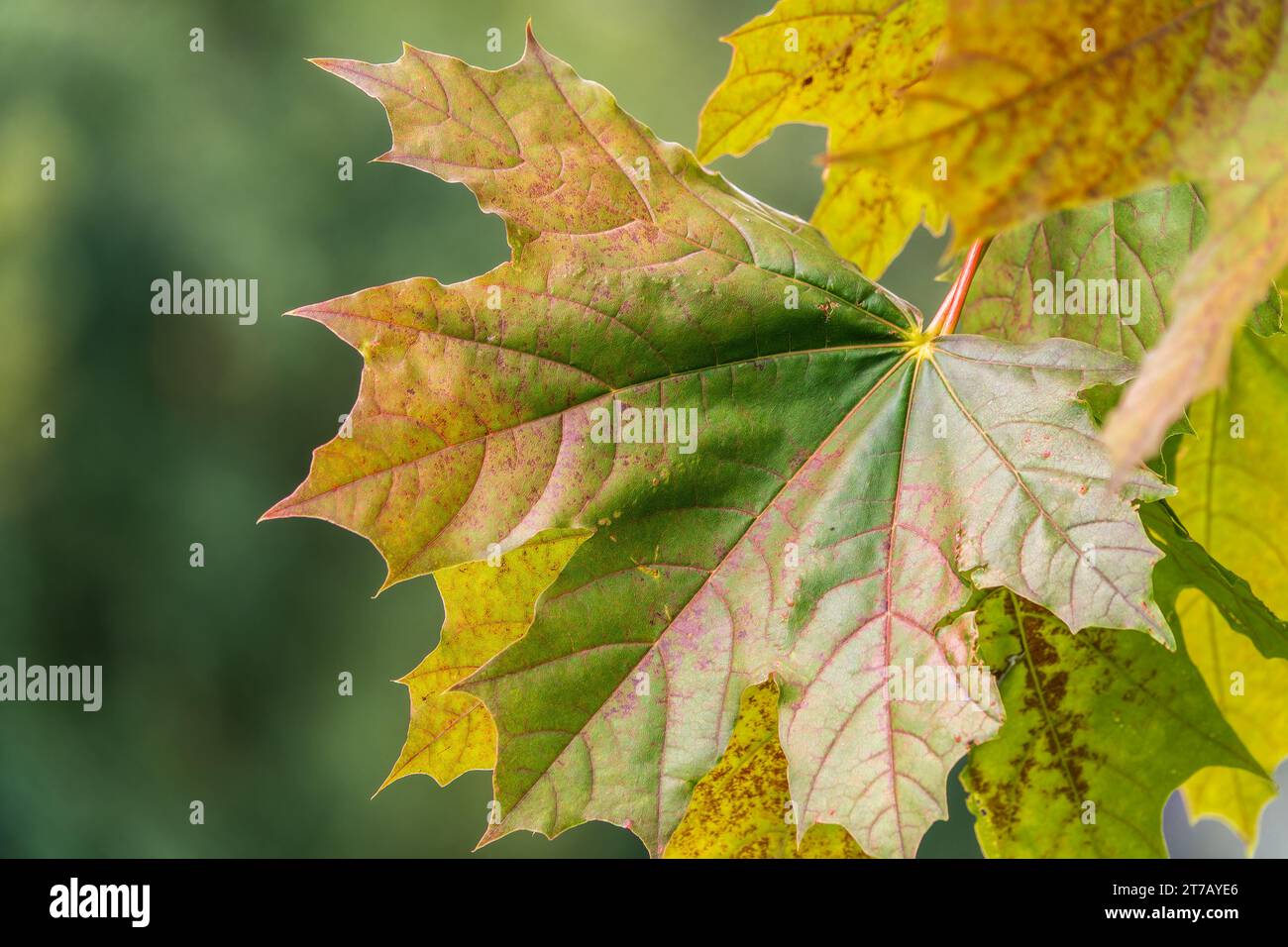 Summer branches of maple tree with fresh green leaves. Summer ...
