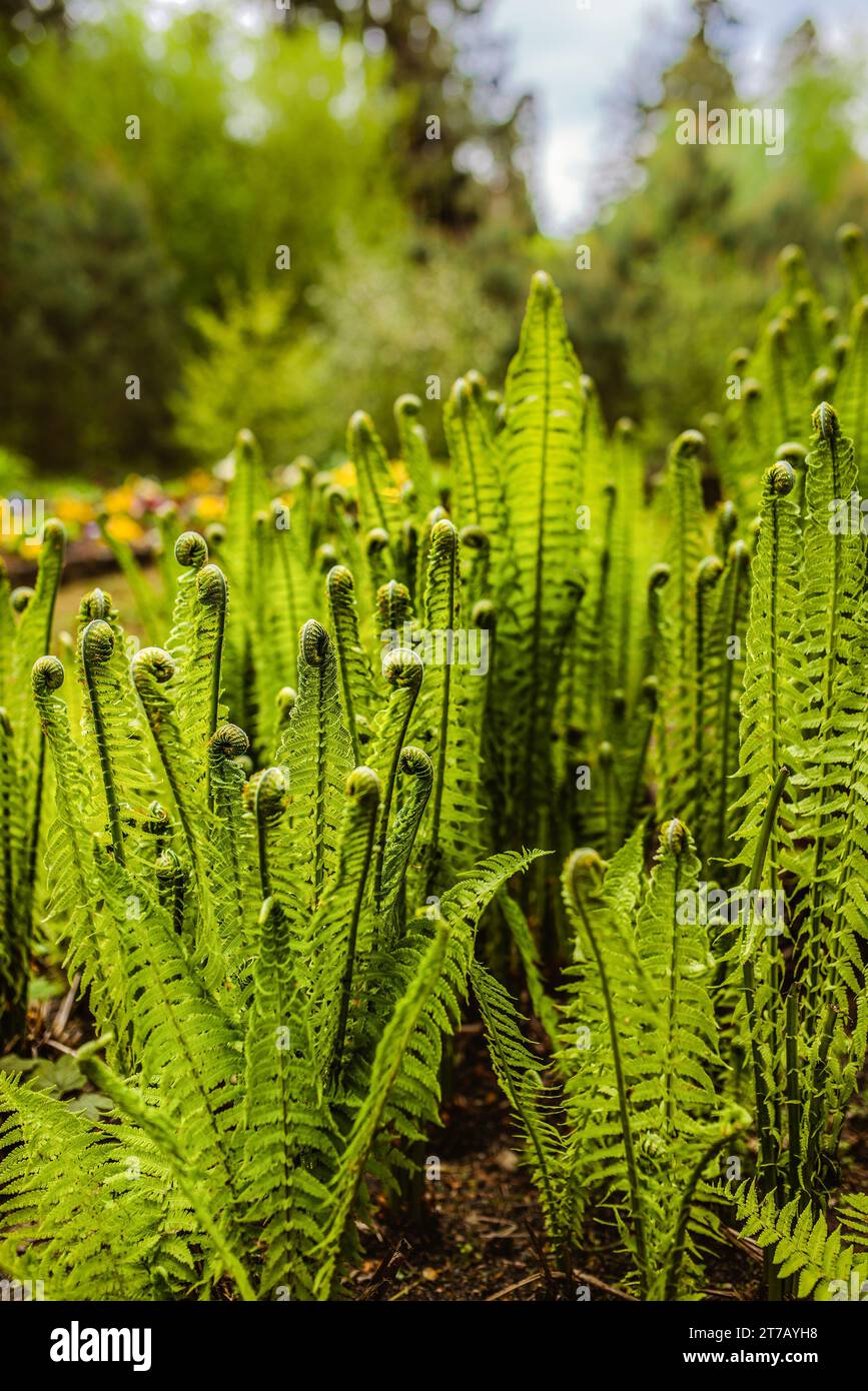Giant tree fern in rainforest hi-res stock photography and images - Alamy