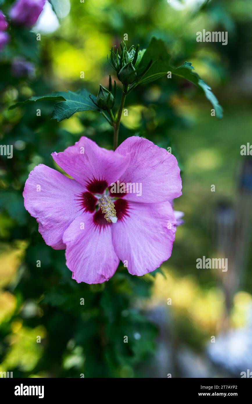 Purple native hibiscus hi-res stock photography and images - Alamy