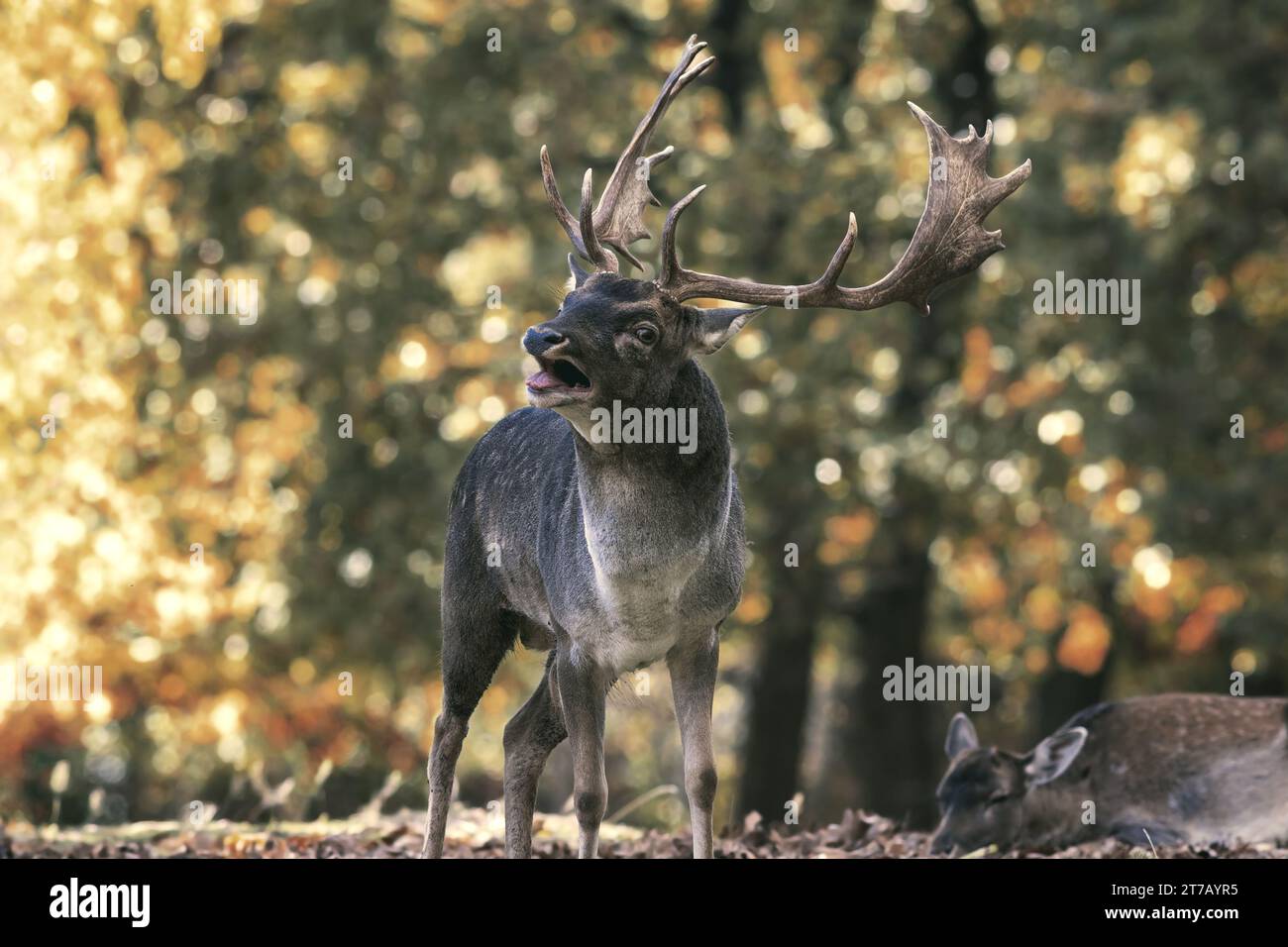 fallow deer (Dama dama) in beautiful autumn natural setting, stag ...