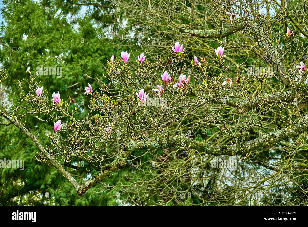 Magnolia soulangeana (saucer magnolia) is hybrid plant in genus ...