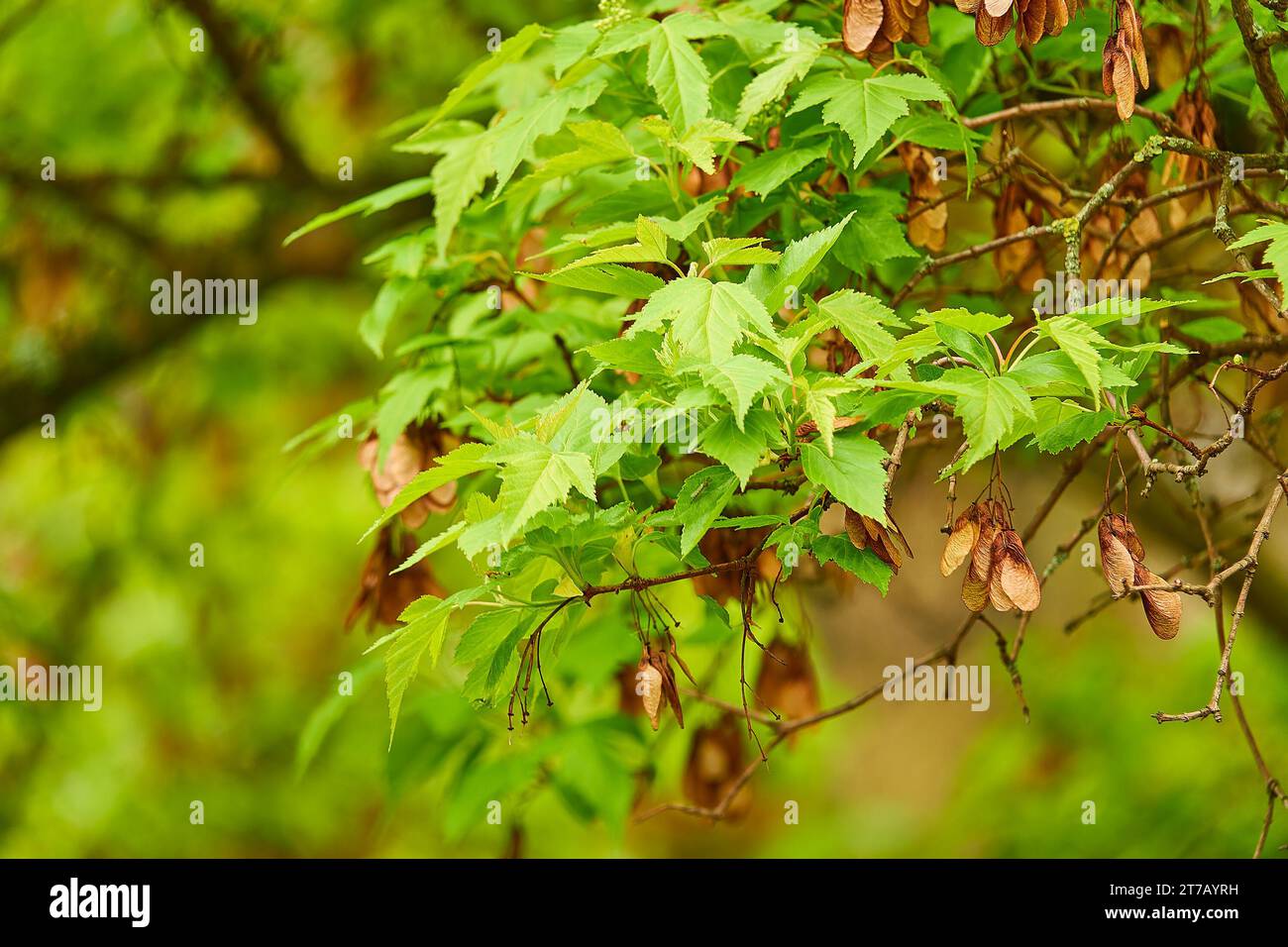 Acer tataricum ginnala (Amur maple) is plant species with woody stems ...
