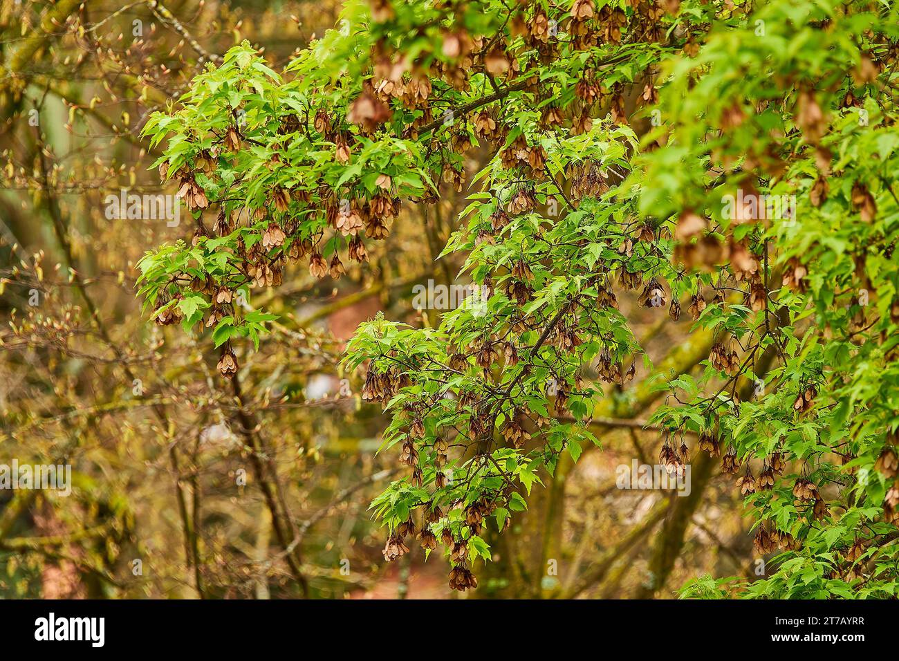 Amur maple hi-res stock photography and images - Alamy