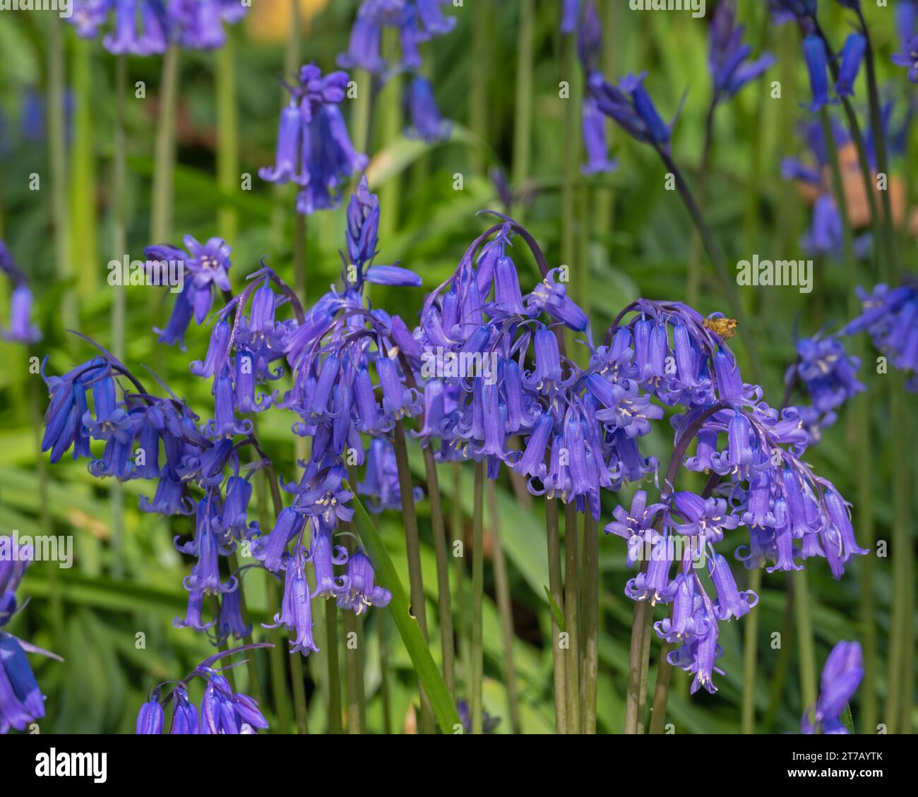Bluebells in the ancient woodland on Eype Down, Dorset, England, UK ...