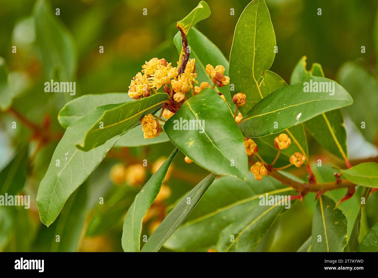 Laurus nobilis, Grecian laurel or sweet true laurel is an aromatic ...