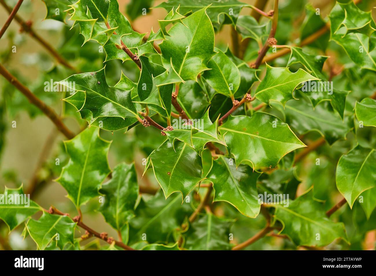 Northwest africa hi-res stock photography and images - Alamy