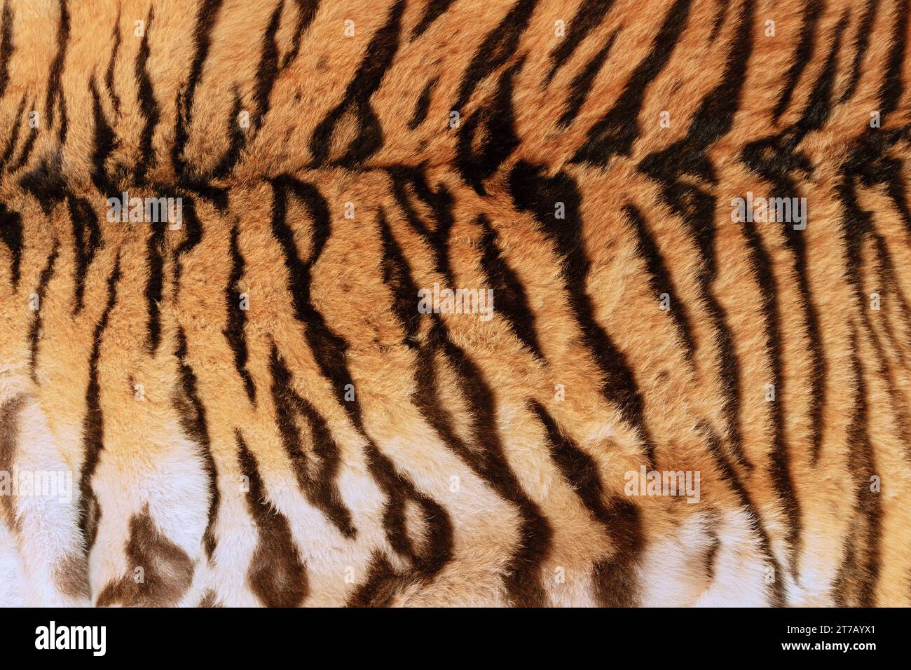 real tiger skin texture, animalpelt background for your design Stock ...