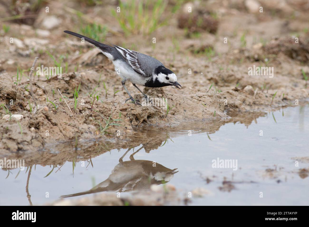Bird in the wilderness with unfocused background Stock Photo - Alamy
