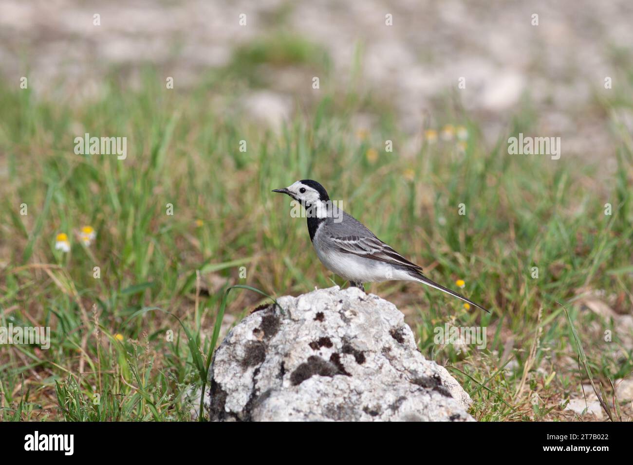 Bird in the wilderness with unfocused background Stock Photo - Alamy
