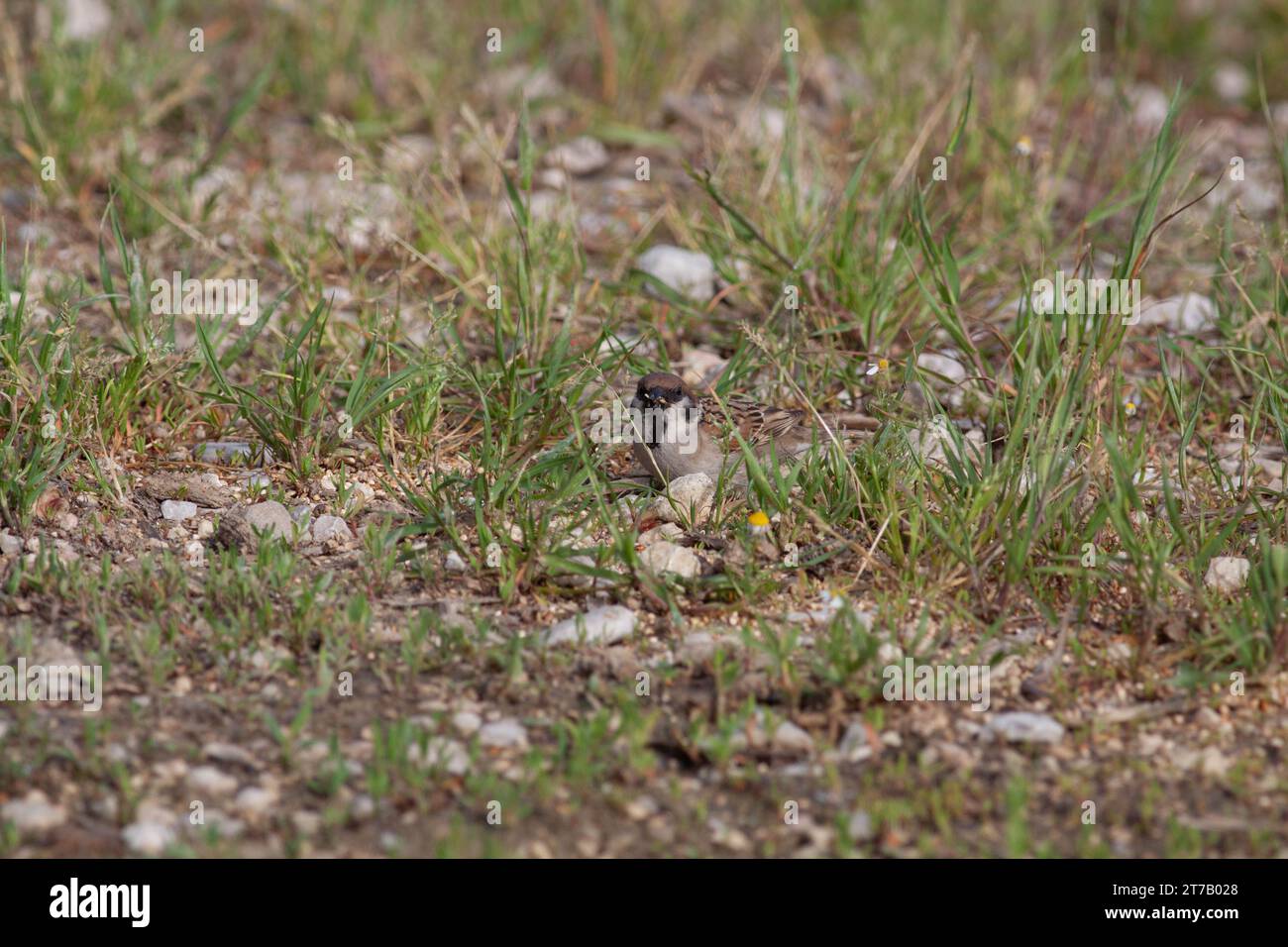Bird in the wilderness with unfocused background Stock Photo - Alamy