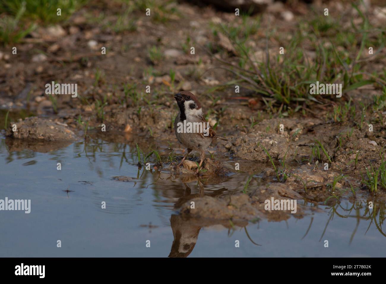 Bird in the wilderness with unfocused background Stock Photo - Alamy