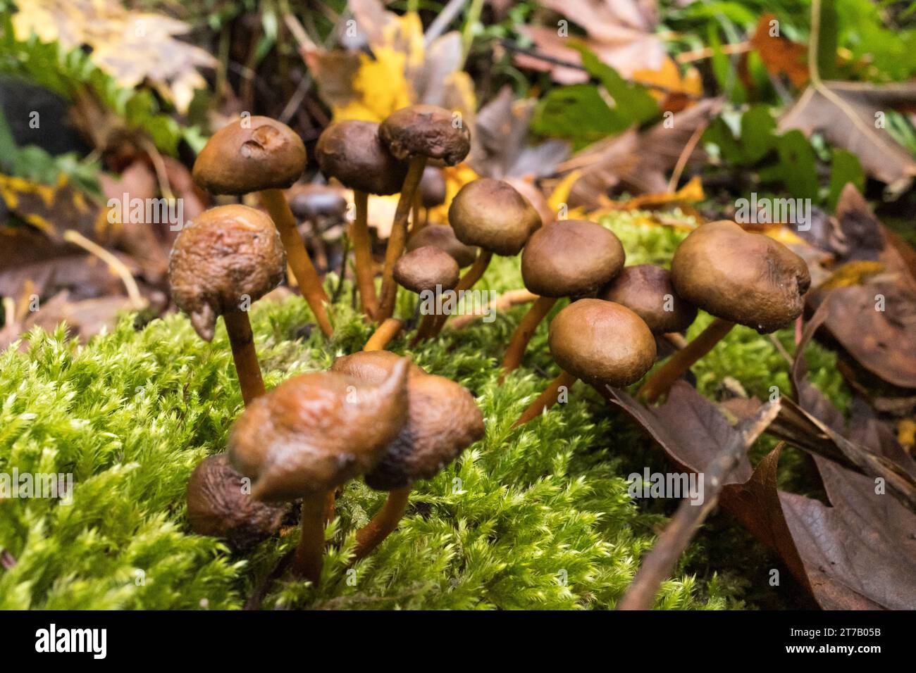 Seattle, USA. 5th Nov, 2023. Wild mushrooms of the PNW Stock Photo - Alamy