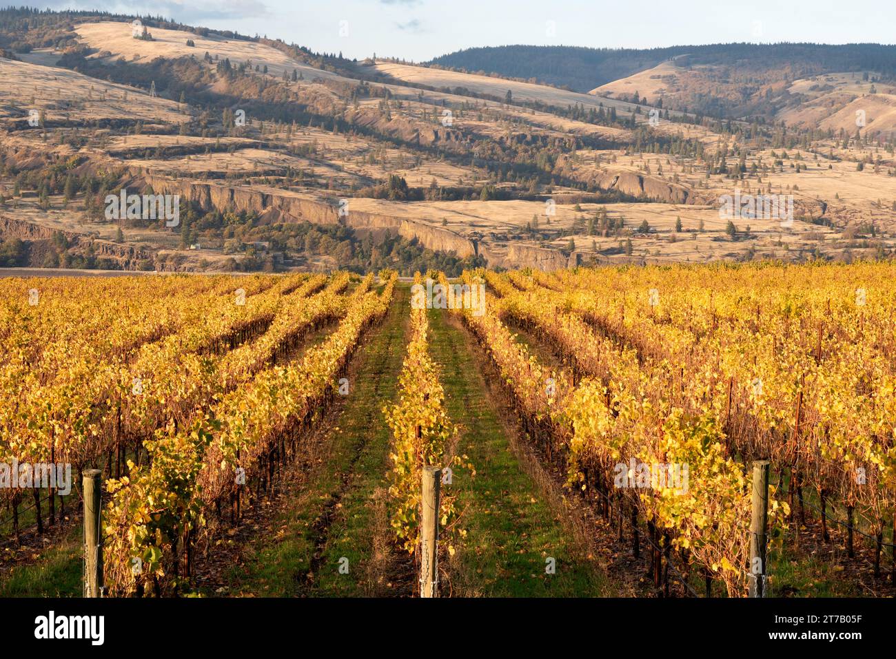This is a Vineyard at Mosier, Oregon in the Columbia Gorge. The picture ...