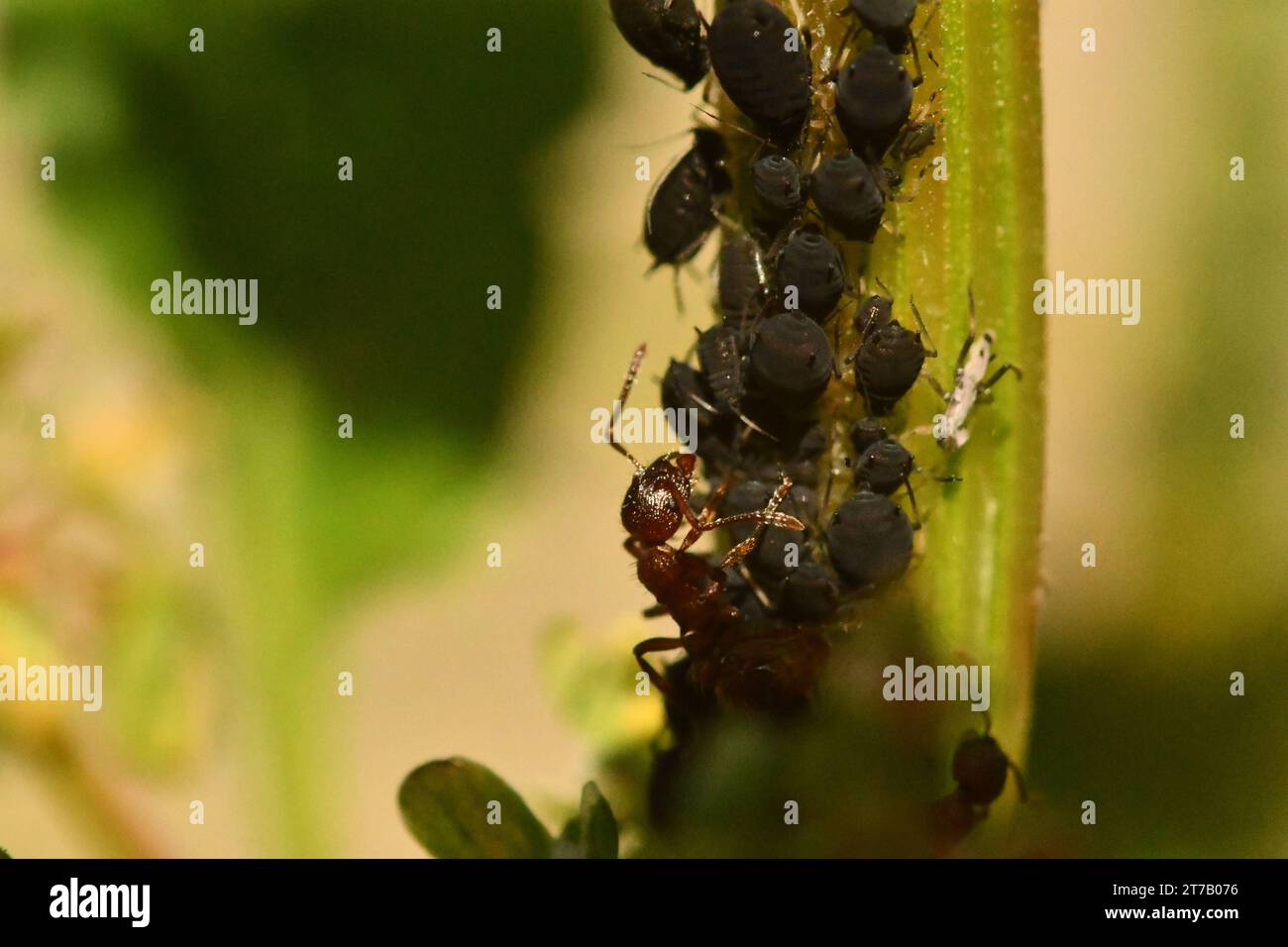 Very small ants hi-res stock photography and images - Alamy