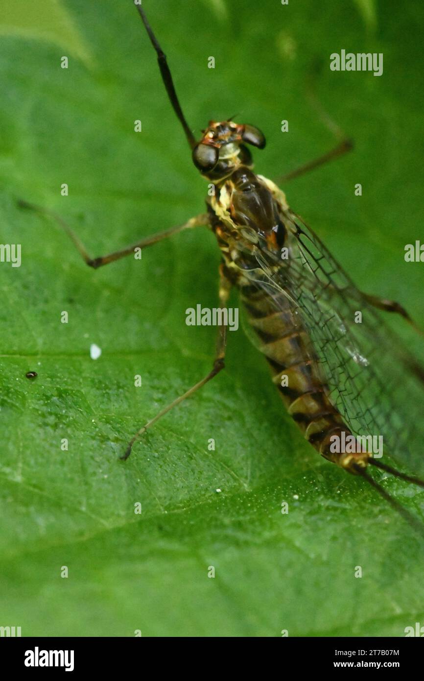 Mayfly summer nature insect detail hi-res stock photography and images ...
