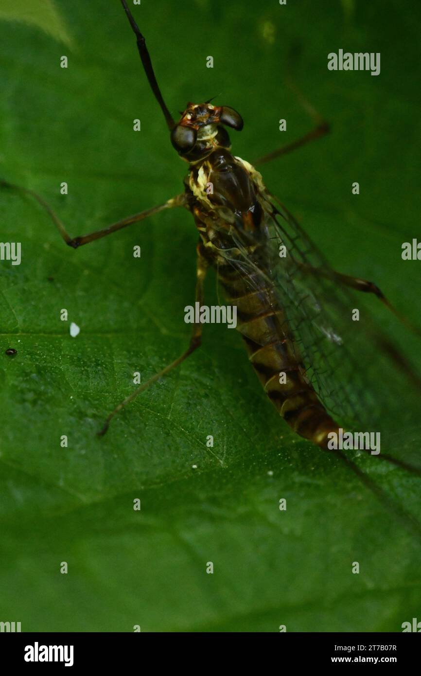 Macro photography of a mayfly Stock Photo - Alamy