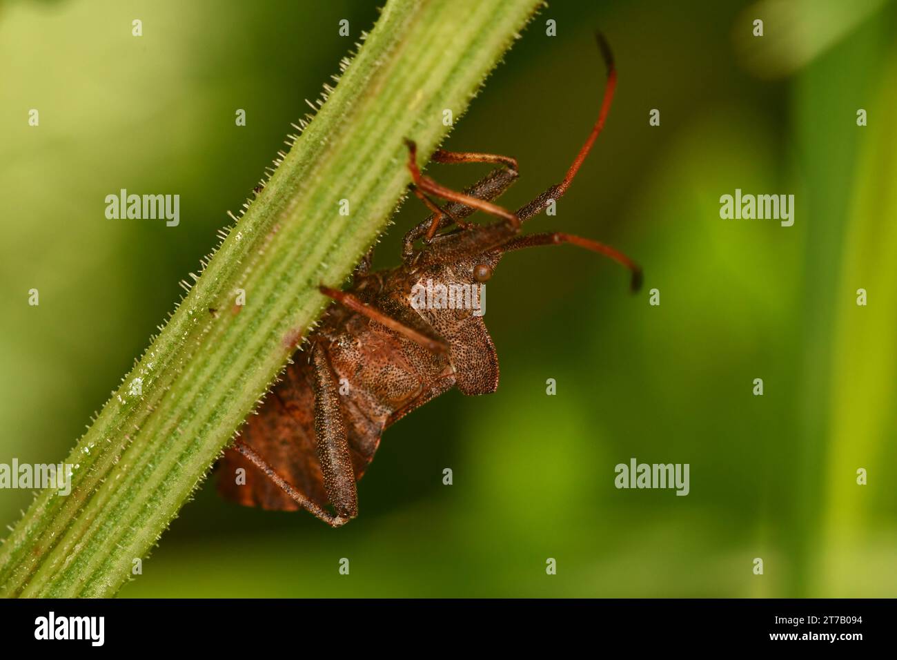 Black leaf footed bug hi-res stock photography and images - Alamy