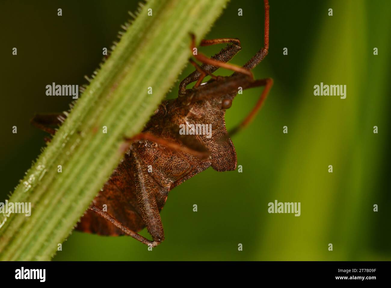 Black leaf footed bug hi-res stock photography and images - Alamy