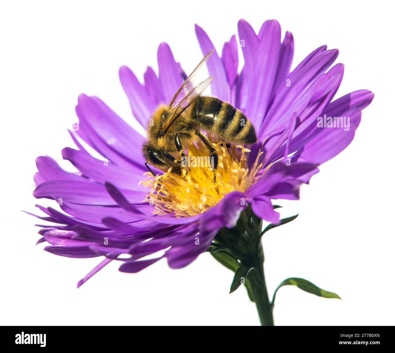 Purple flower bee on Cut Out Stock Images & Pictures - Alamy