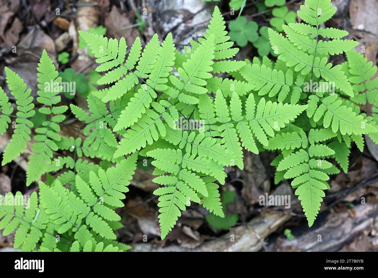 Gymnocarpium hi-res stock photography and images - Alamy