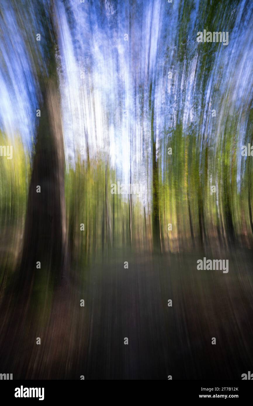 Intentional Camera Movement (ICM) photo of trees in woodland abstract ...