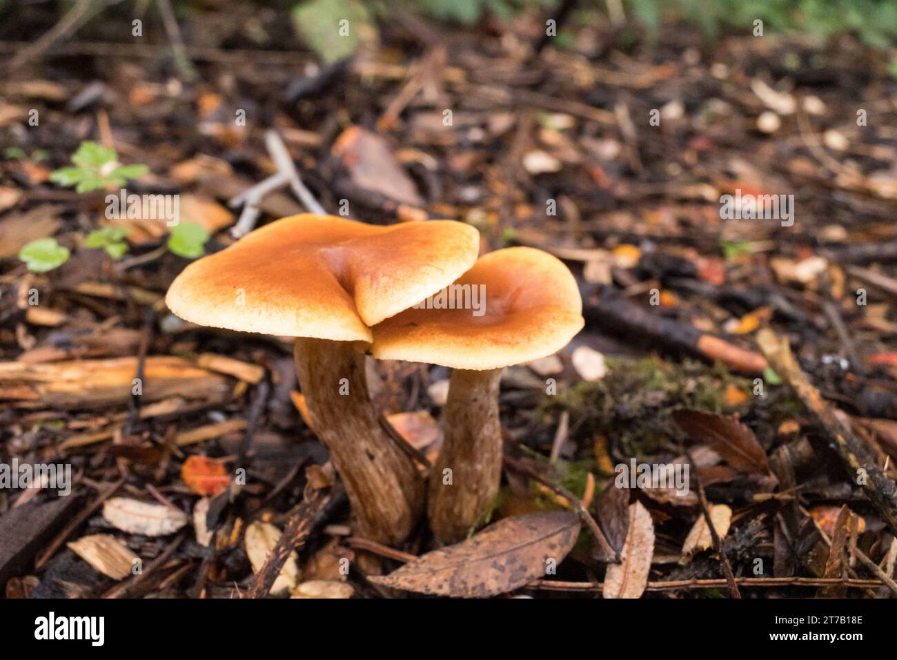 Seattle, USA. 10th Nov, 2023. Wild mushrooms of the PNW Stock Photo - Alamy