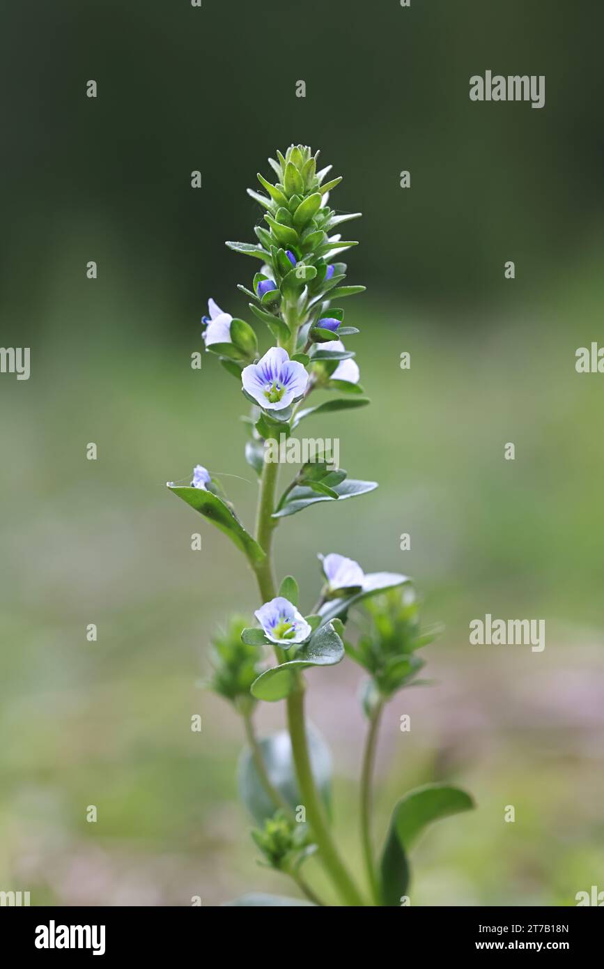 Thyme-leaved Speedwell, Veronica serpyllifolia, also known as Thymeleaf ...