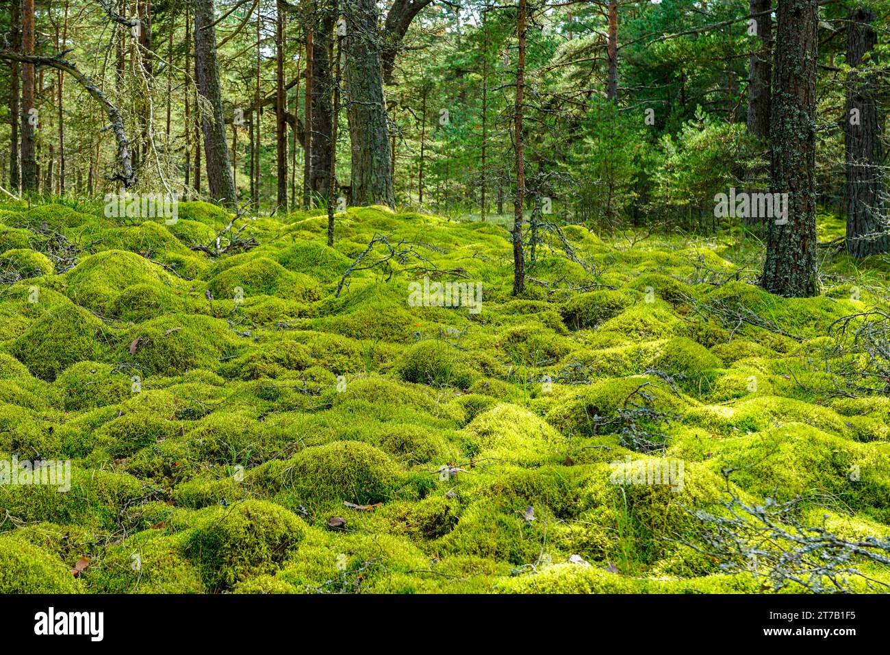 A fabulous, with small green mossy hills covered forest landscape ...