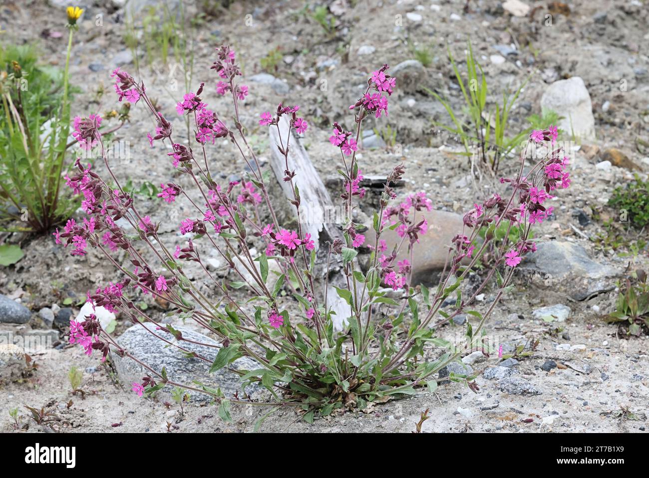 Silene dioica, commonly known as red campion or red catchfly, wild ...