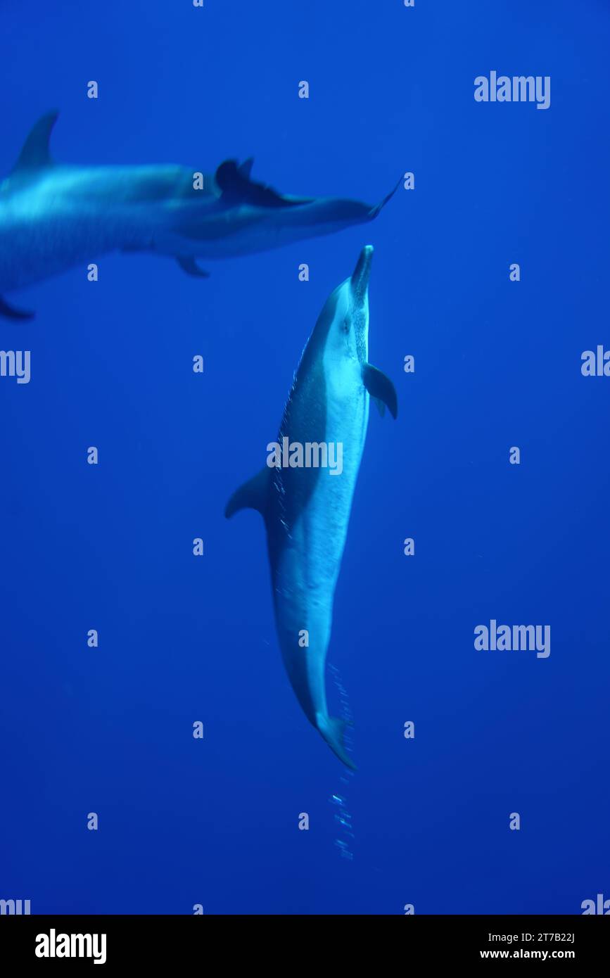 Swimming with Wild Spotted Dolphin in Hawaii Stock Photo - Alamy