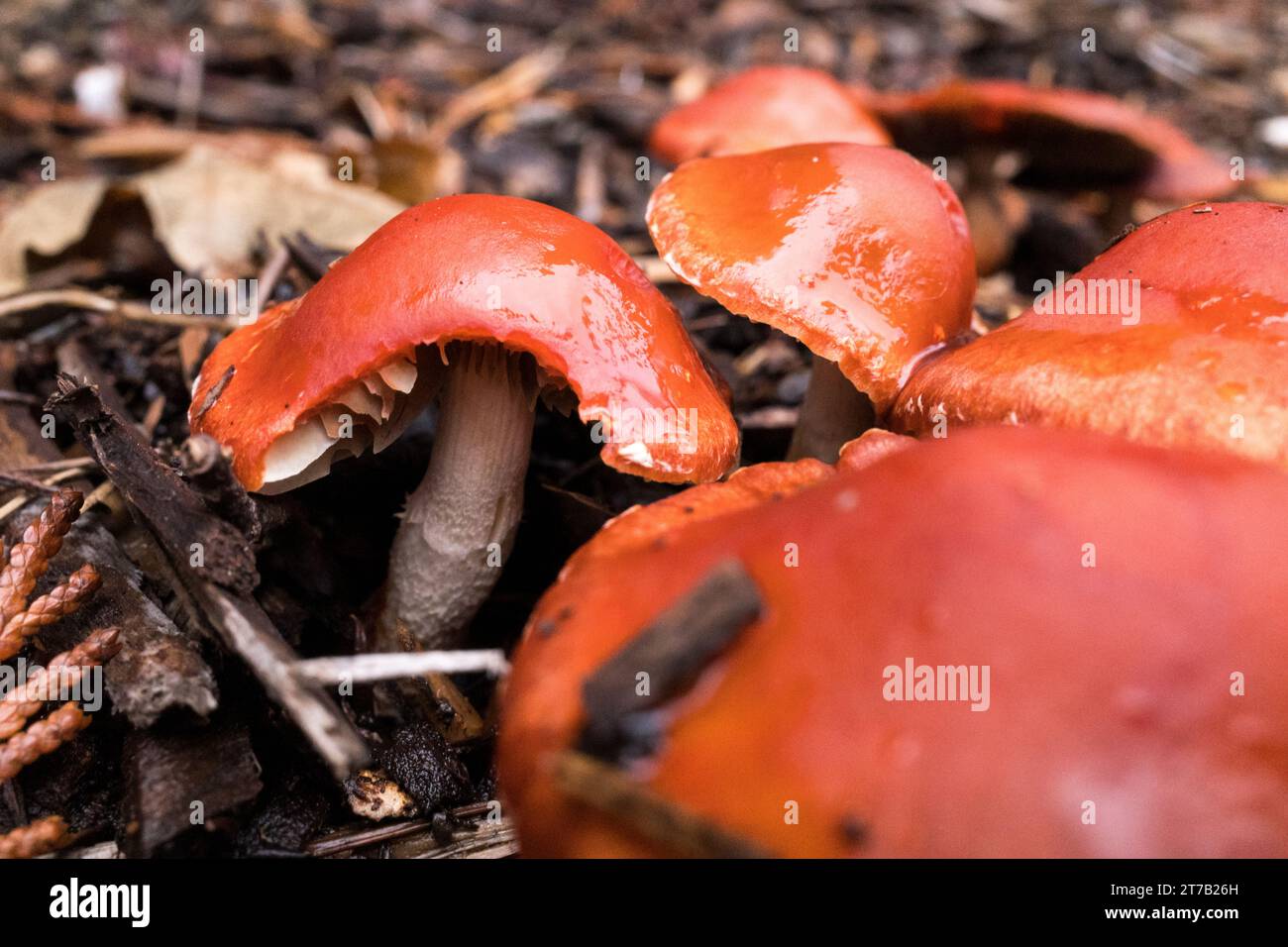 Seattle, USA. 10th Nov, 2023. Wild mushrooms of the PNW Stock Photo - Alamy