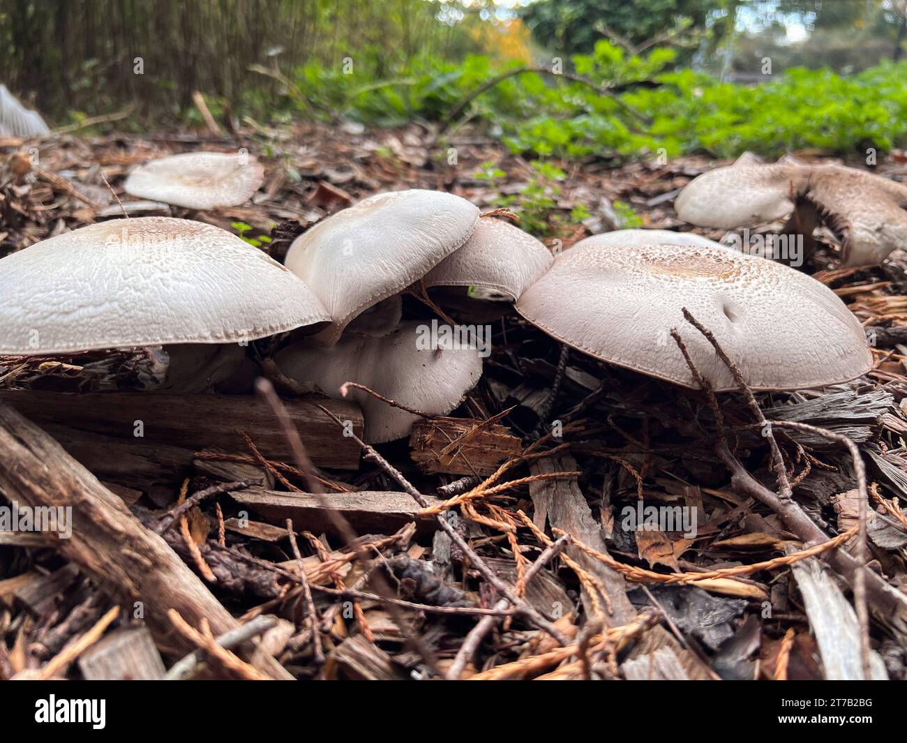 Seattle, USA. 12th Oct, 2023. Wild mushrooms of the PNW Stock Photo - Alamy