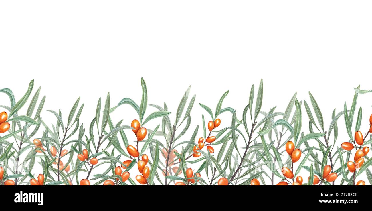 Seamless border of Sea Buckthorn. Sandthorn, sallowthorn. Illustration ...