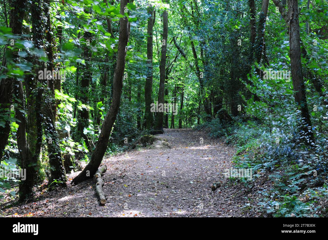 Whitleigh Wood, near Tamerton Foliot, Plymouth, Devon Stock Photo - Alamy