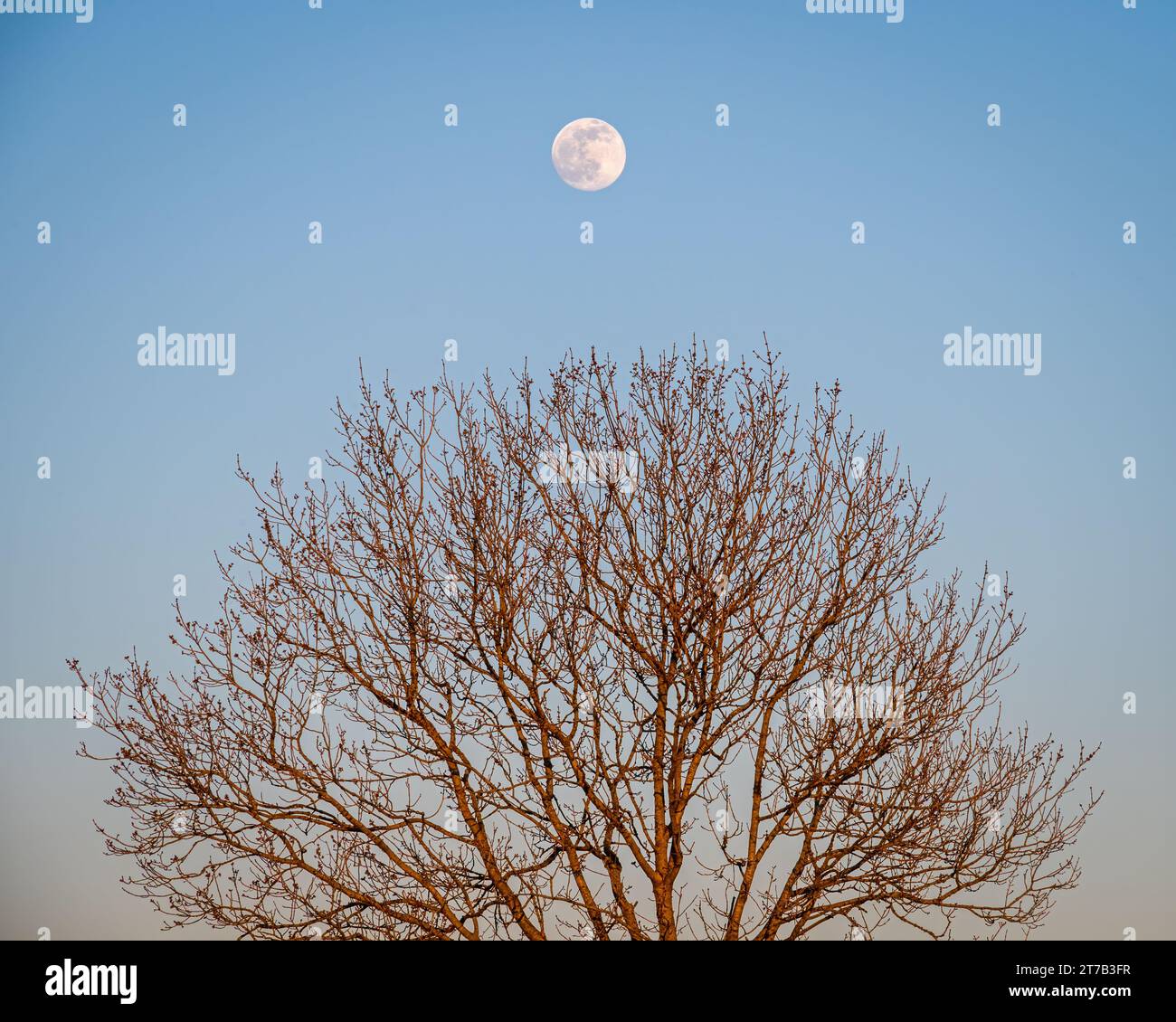 A Pink / Peony Full moon rising in the early evening sky as seen from ...