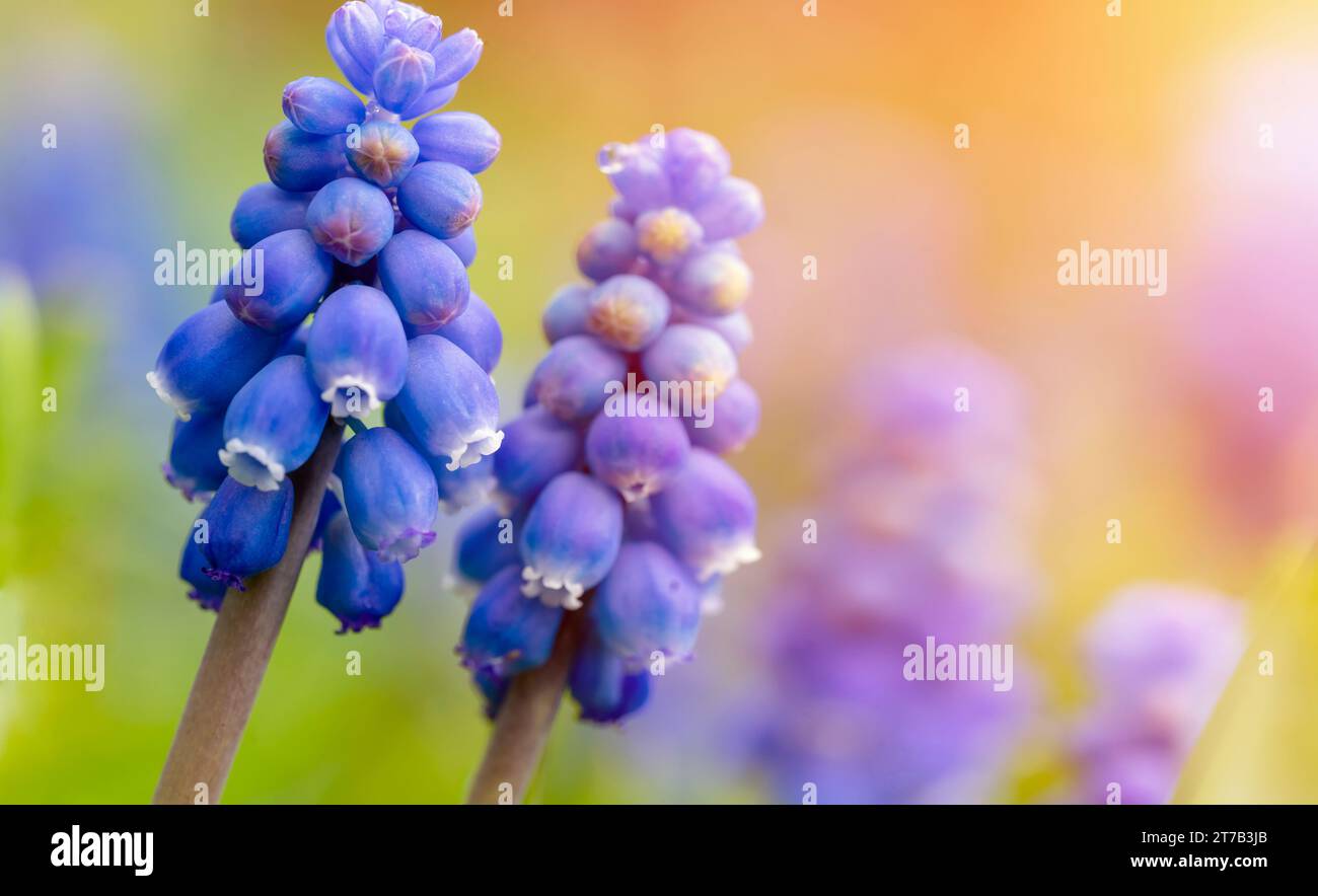 Starch flower hi-res stock photography and images - Alamy