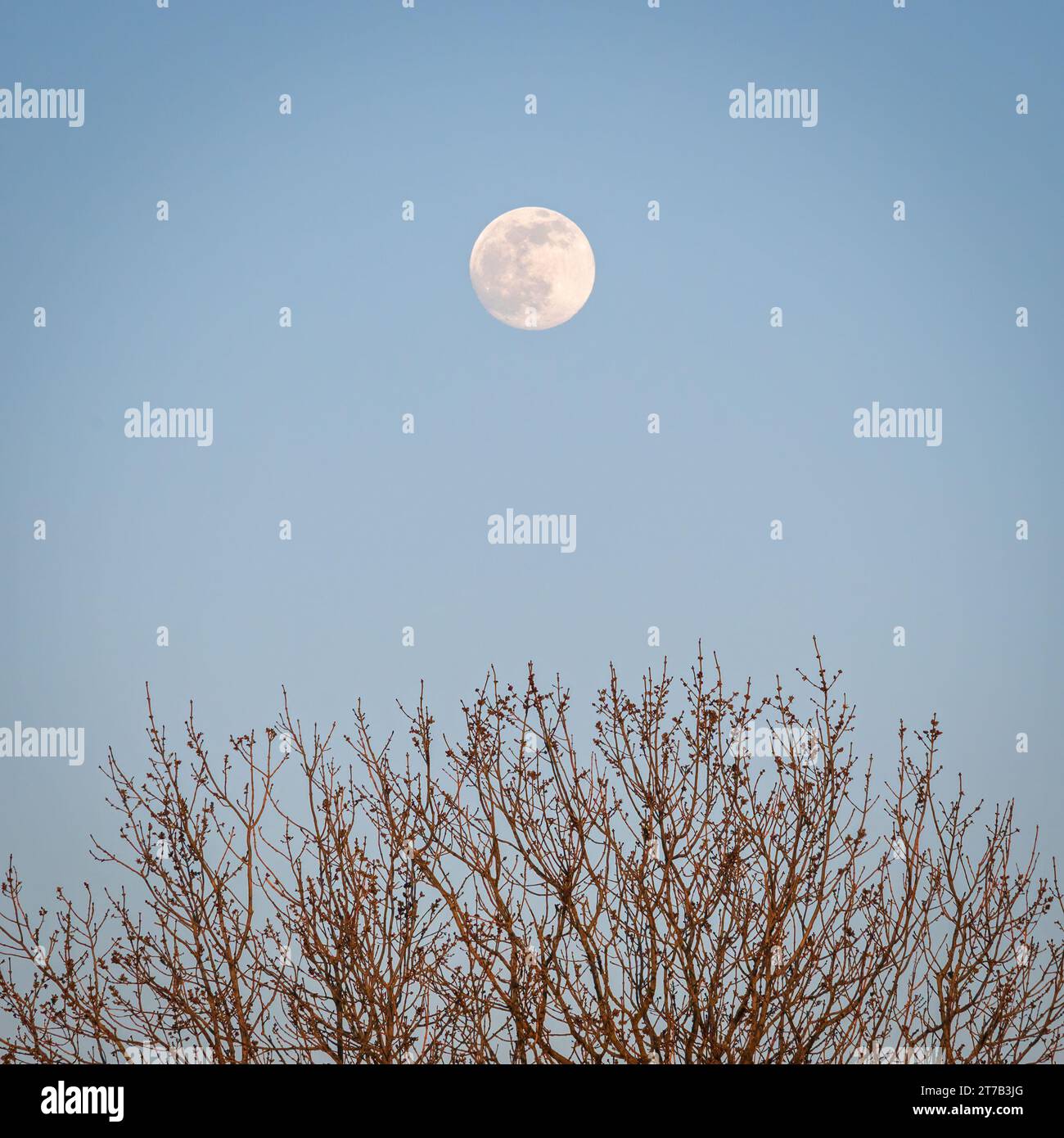 A Pink / Peony Full moon rising in the early evening sky as seen from ...